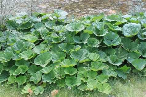 Petasita para qué sirve la petasita Tele Naturista