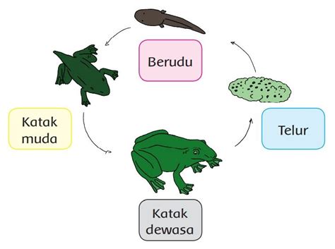 Detail Contoh Daur Hidup Hewan Koleksi Nomer
