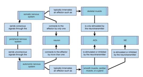 Concept Map Comparison Of Somatic And Autonomic Nervous Systems