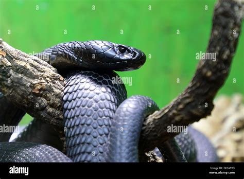 Schwarze Speikobra Black Spitting Cobra Naja Nigricincta Woodi
