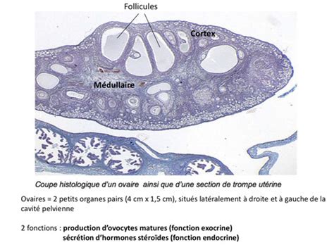 UE8 Histologie appareil reproducteur féminin Cartes Quizlet