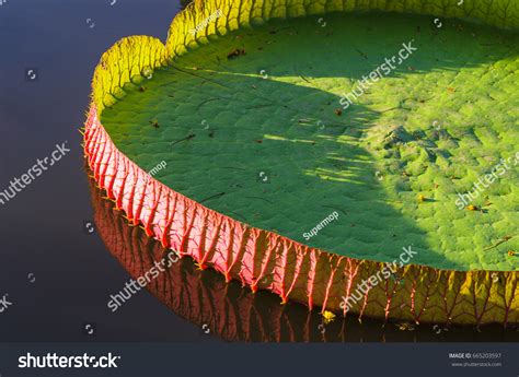 Giant Amazon Water Lily Victoria Amazonica Stock Photo Edit Now 665203597