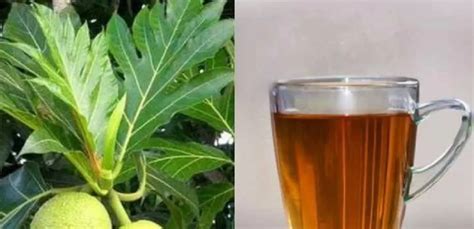 Air Rebusan Daun Sukun Ampuh Turunkan Kadar Kolesterol Dan Asam Urat