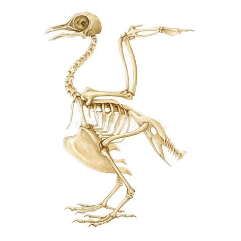 Bird Skeleton Realistic Illustration Bird Body Inner Anatomy Structure
