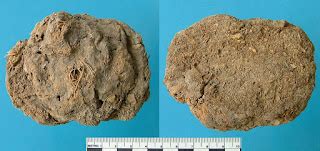 Humerus Revelations Of The Naked Ape Crap The Bioarchaeological