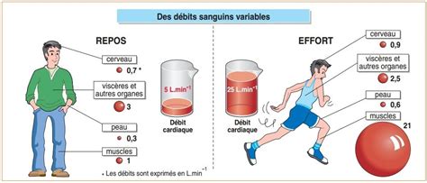Fonctionnement de l organisme et activité physique Site de cours de