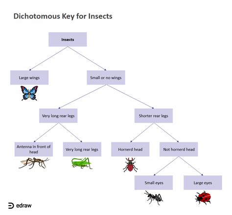 Make A Dichotomous Key