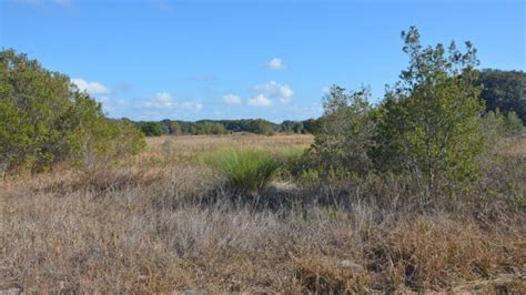 Descubre el mágico sendero de Florida Pruitt a Ross Prairie Una