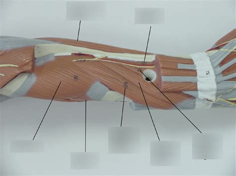 Dorsal Forearm Deep Diagram Quizlet