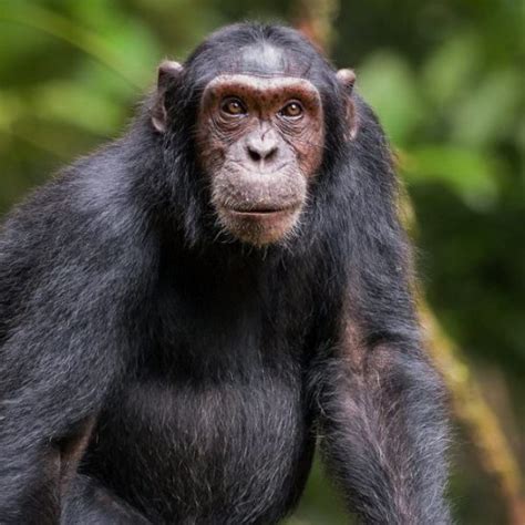 Chimpanzee Trekking In Kibale Forest National Park Accessing Kibale Forest