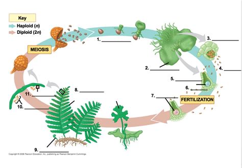 Lab Seedless Vascular Plants Diagram Quizlet