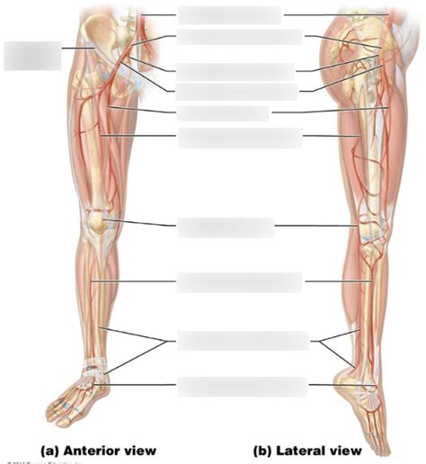 Arteries Of The Lower Limb Diagram Quizlet