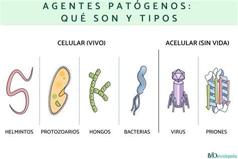 Agentes patógenos qué son y tipos Resumen para estudiar