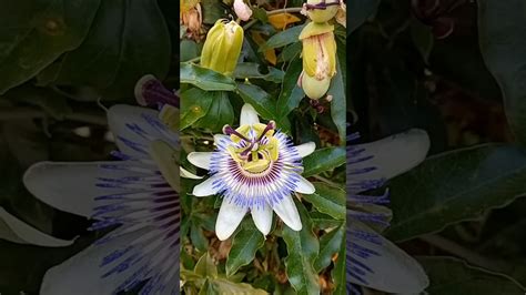 Descubre el significado espiritual de la flor de la pasión un símbolo