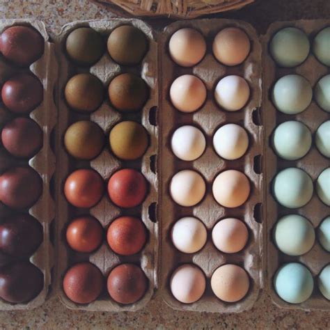 Colorful Hatching Eggs French Black Copper Marans Olive Eggers Easter