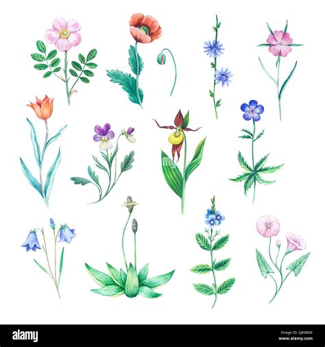 Detailed Realistic Watercolor Botanical Illustration Different Meadow