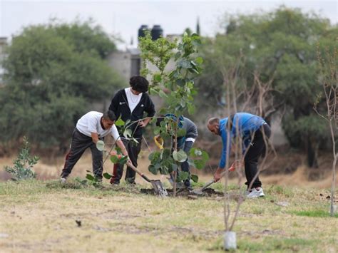 Plantarán en Tlajomulco 50 mil árboles