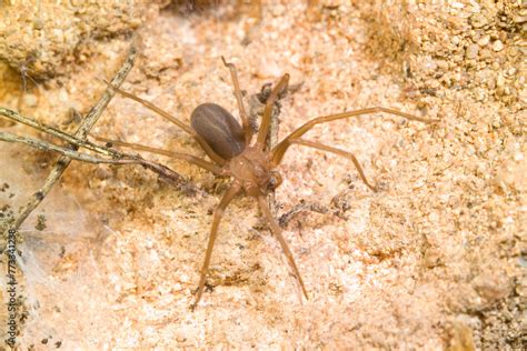 Photo Art Print Mediterranean Recluse Spider Violin Spider