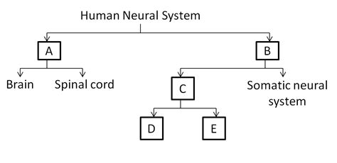 Organization Of The Nervous System Flowchart