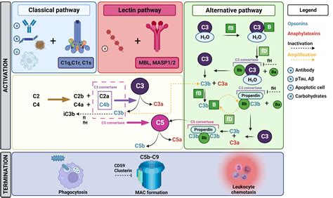 Frontiers Free Complement And Complement Containing Extracellular
