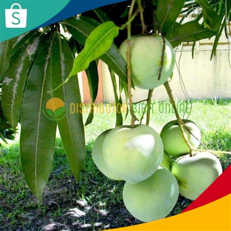 Jual Bibit Tanaman Mangga Apel Hasil Okulasi Siap Berbuah Shopee