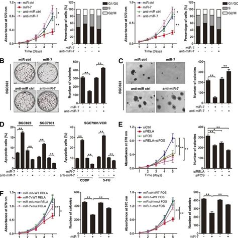 MiR 7 Inhibits GC Cell Proliferation And Survival In Vitro A Growth