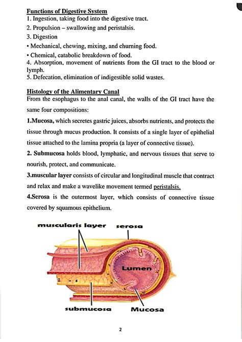 Solution Digestive System Physiology Of The Digestive System Studypool