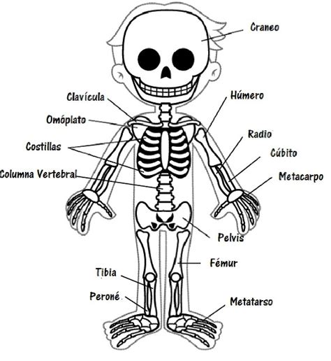 Qué es el sistema óseo para niños Cuerpo humano
