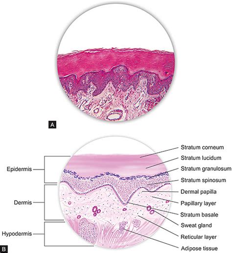 Skin Integumentary System Integumentary System Histology Off