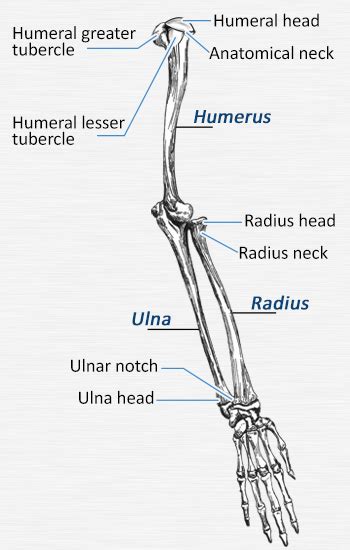 Anatomy Of Bones Of The Arm Skeletal System