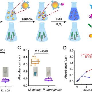 Nakedeye Detection Of Grampositive Bacteria A Scheme Illustrating