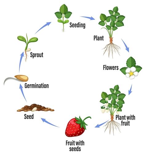 Diagrama Del Ciclo De Vida De La Fresa Vector Premium