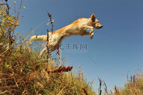跳狗高清摄影大图 千库网