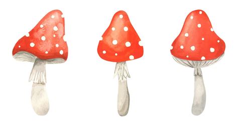 Set Watercolor Fly Agaric Mushroom Hand Drawn Poison Fungi Amanita
