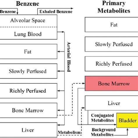 Compartmental Structure Of A Recent Pbpk Model For Human Metabolism Of