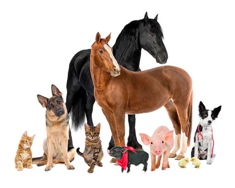 Inicio Veterinario Online En M Xico