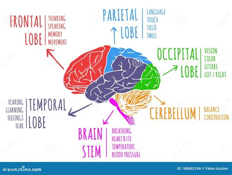 Illustration Of Human S Brain Functions And Anatomy Stock Illustration
