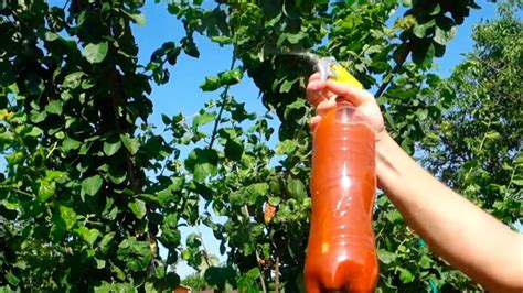 Une recette de grand mère Voici comment se débarrasser des pucerons