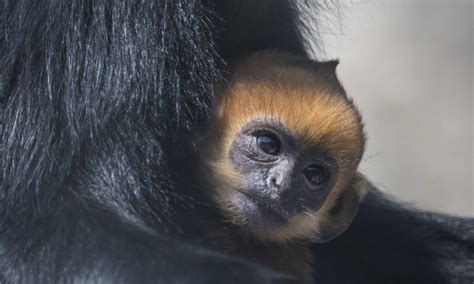 Nasce filhote de macaco folha de françois um dos primatas mais raros