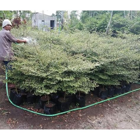 Jual 5 Ons Benih Biji Pohon Ketapang Kencana Shopee Indonesia