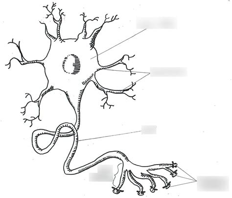 AP Psych 02a Neuron Diagram Diagram Quizlet