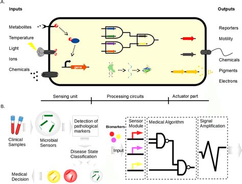 A Whole Cell Biosensor S Working Principle A The Cell Receives