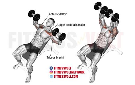 Exercise Chest With Dumbbells Atelier Yuwa Ciao Jp