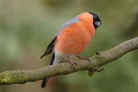 Vogel Dompfaff Männchen Kostenloses Foto auf Pixabay Pixabay