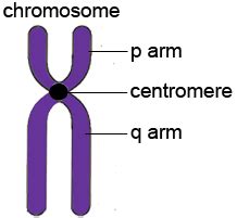Draw A Neat Diagram Of The Structure Of Chromosome And Label The Parts