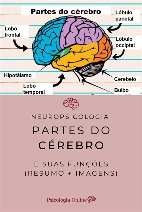 Partes do cérebro e suas funções RESUMO IMAGENS Partes do cérebro