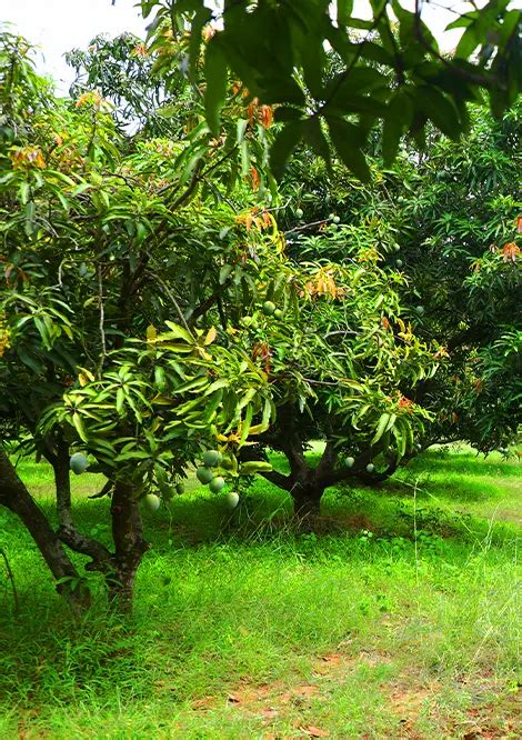 Mango Farming Chennai Mango Farm Land Chennai M S Holidays Farm