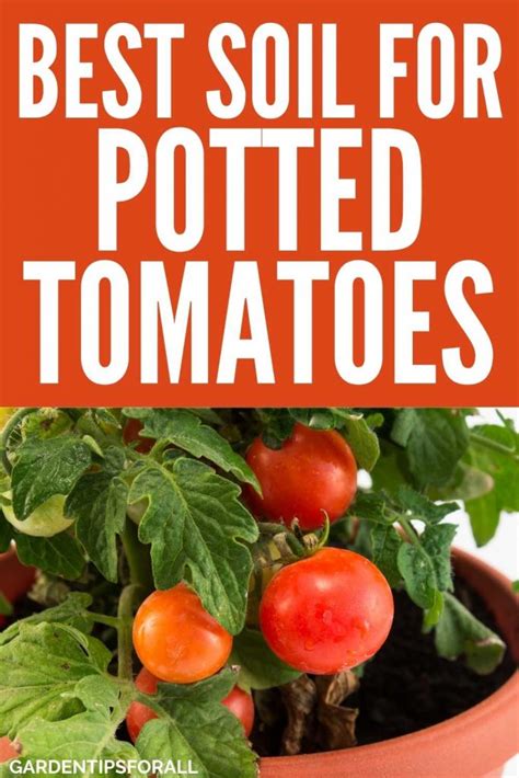 The Best Soil For Tomatoes In Pots