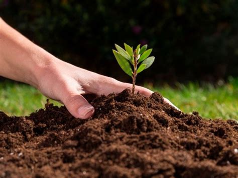 Details Mejor Poca Para Plantar Rboles Frutales Abzlocal Mx