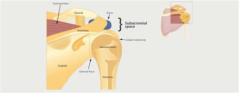 Subacromial Joint